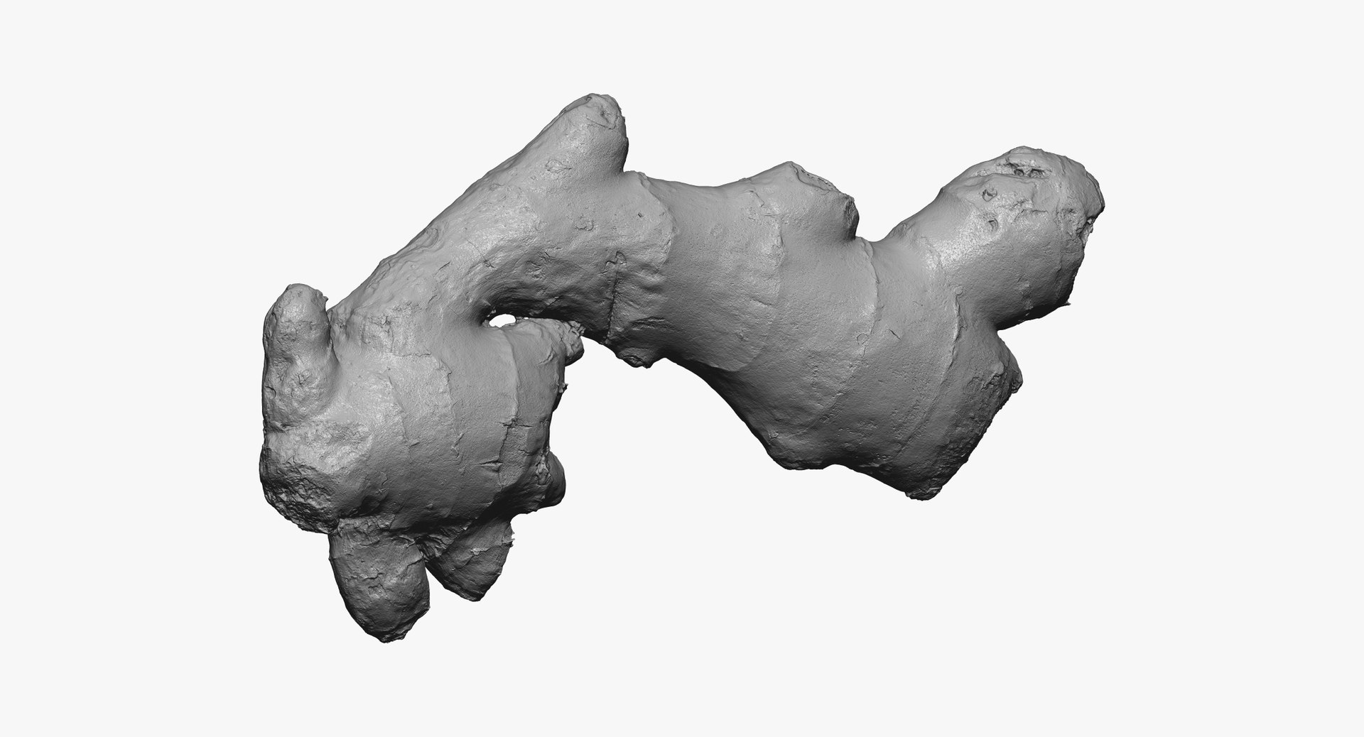 3D Ginger Root 04 Raw - TurboSquid 1550270