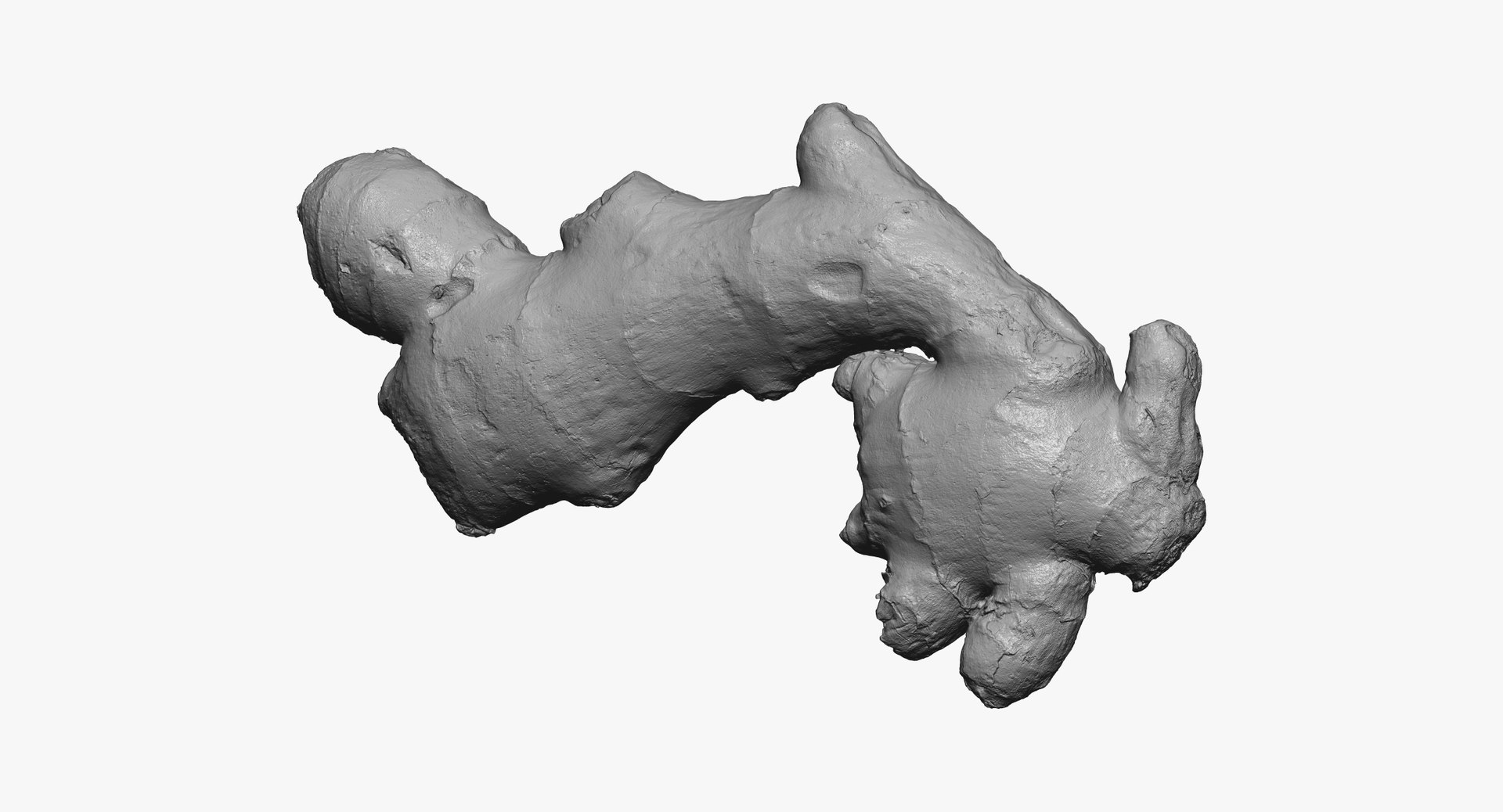 3D Ginger Root 04 Raw - TurboSquid 1550270