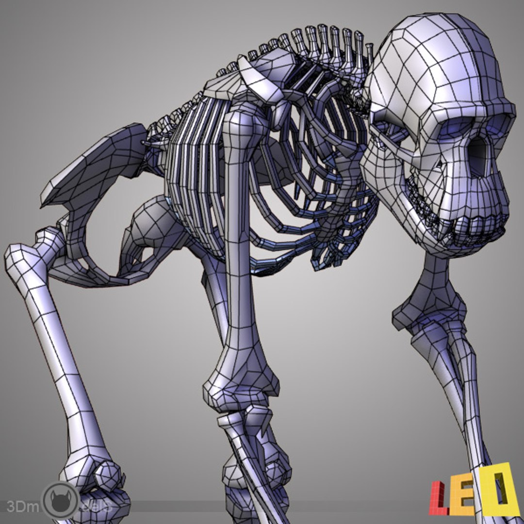 Max Chimp Skeleton Bones