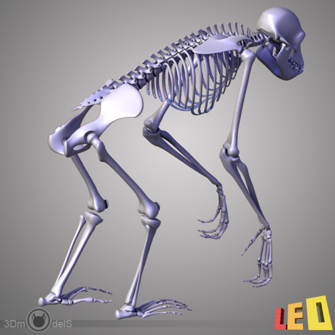Max Chimp Skeleton Bones