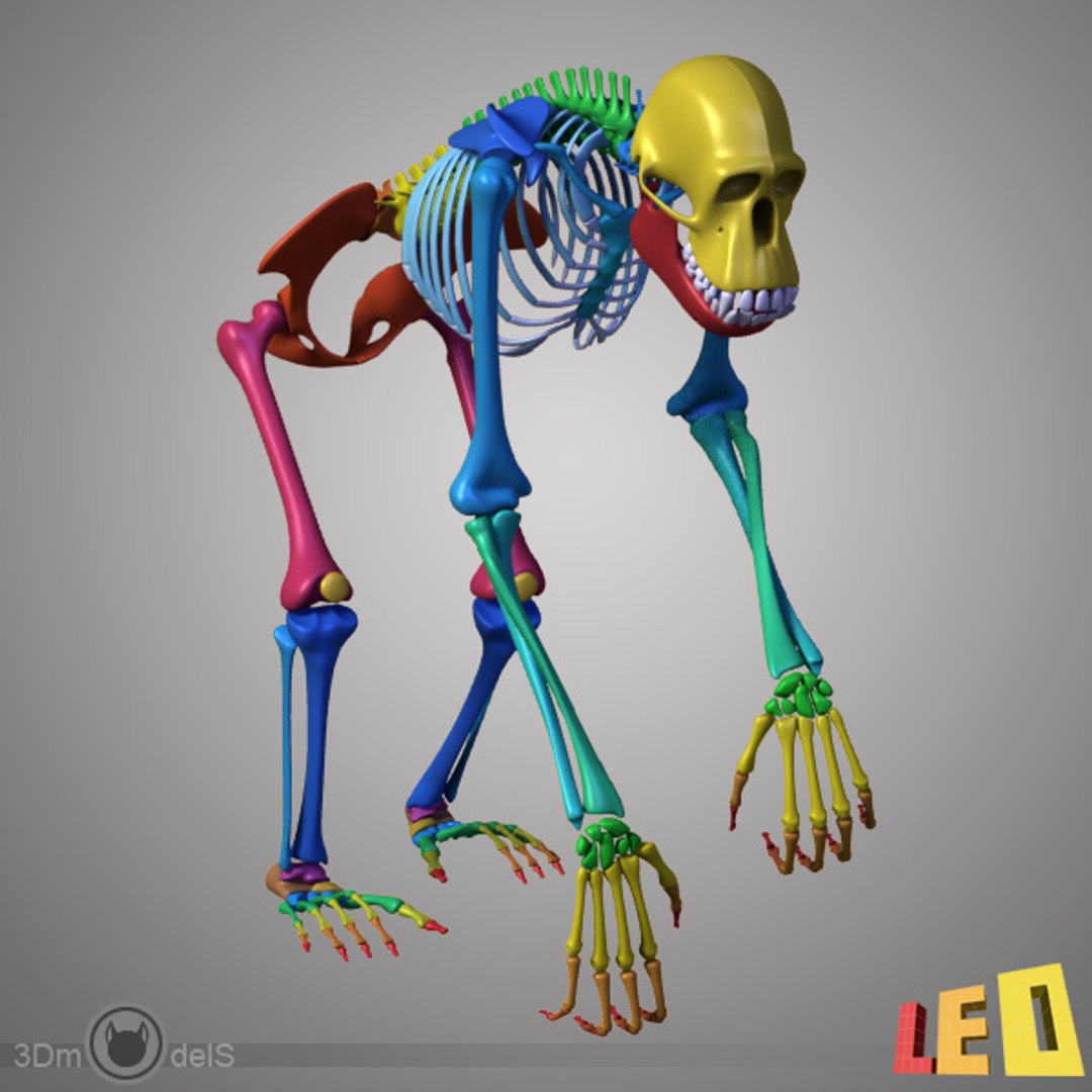Max Chimp Skeleton Bones
