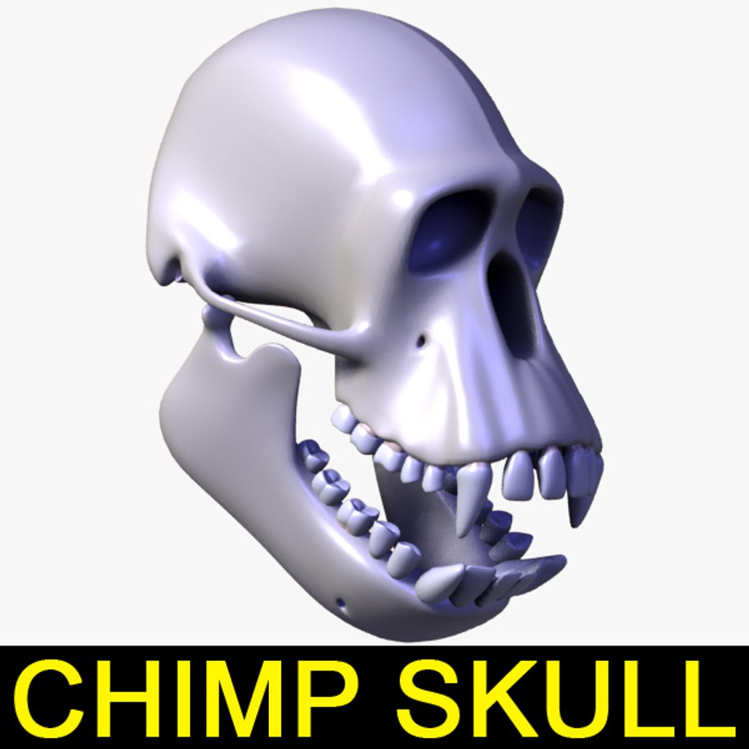 Max Chimp Skeleton Bones