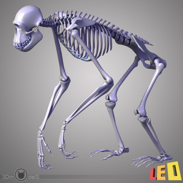 max chimp skeleton bones