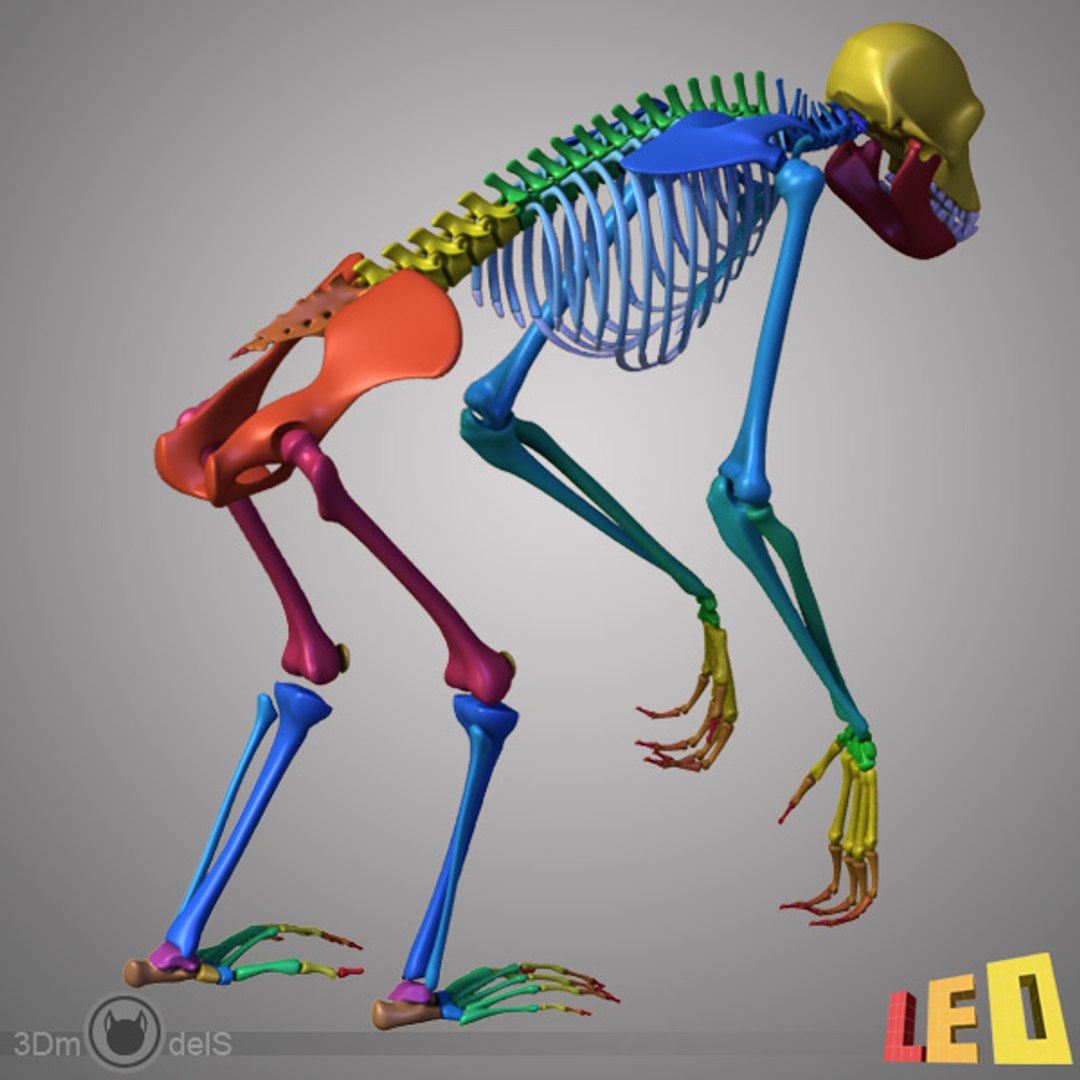 Max Chimp Skeleton Bones