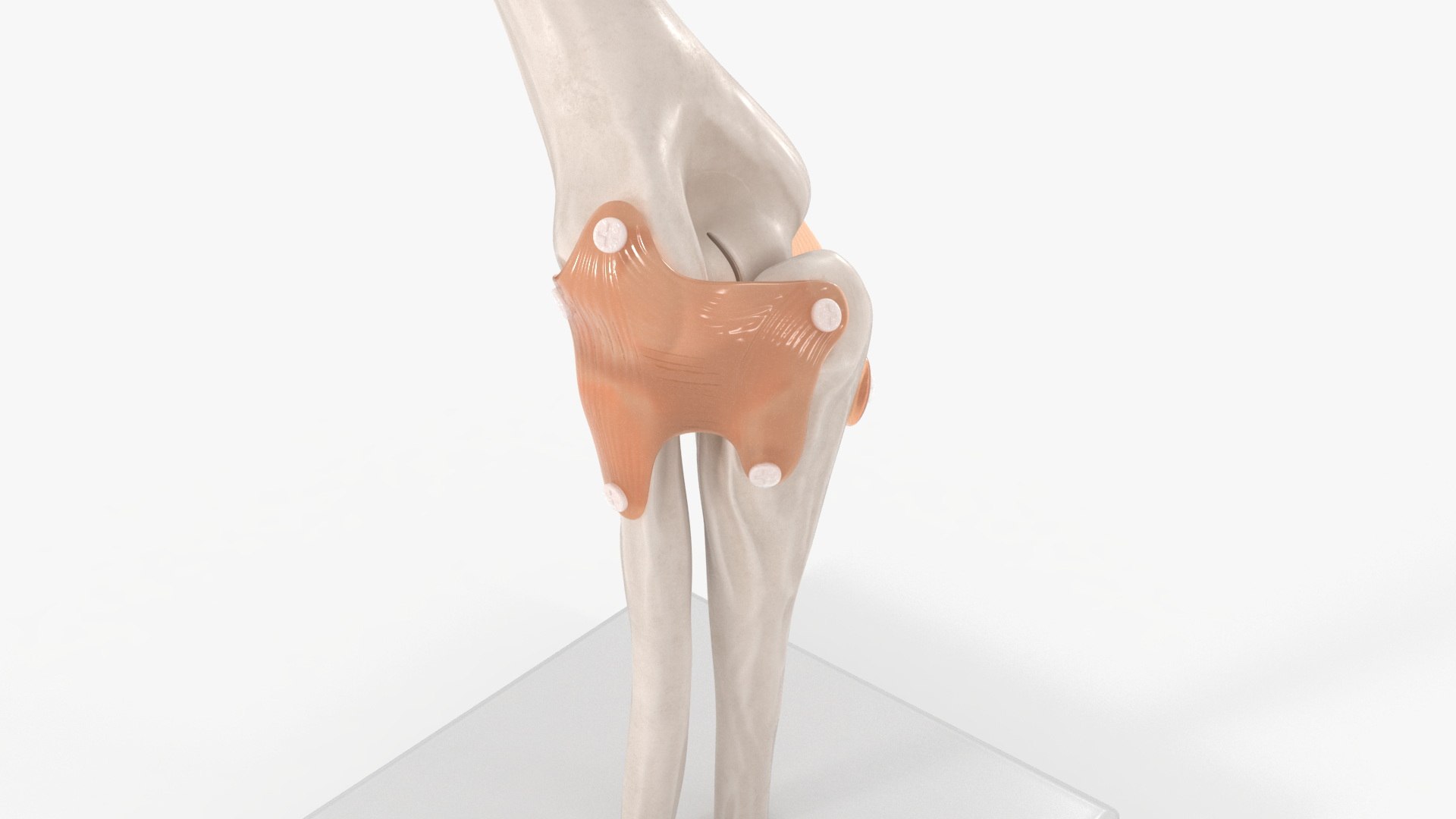 Elbow Joint 3D Model - TurboSquid 2287591