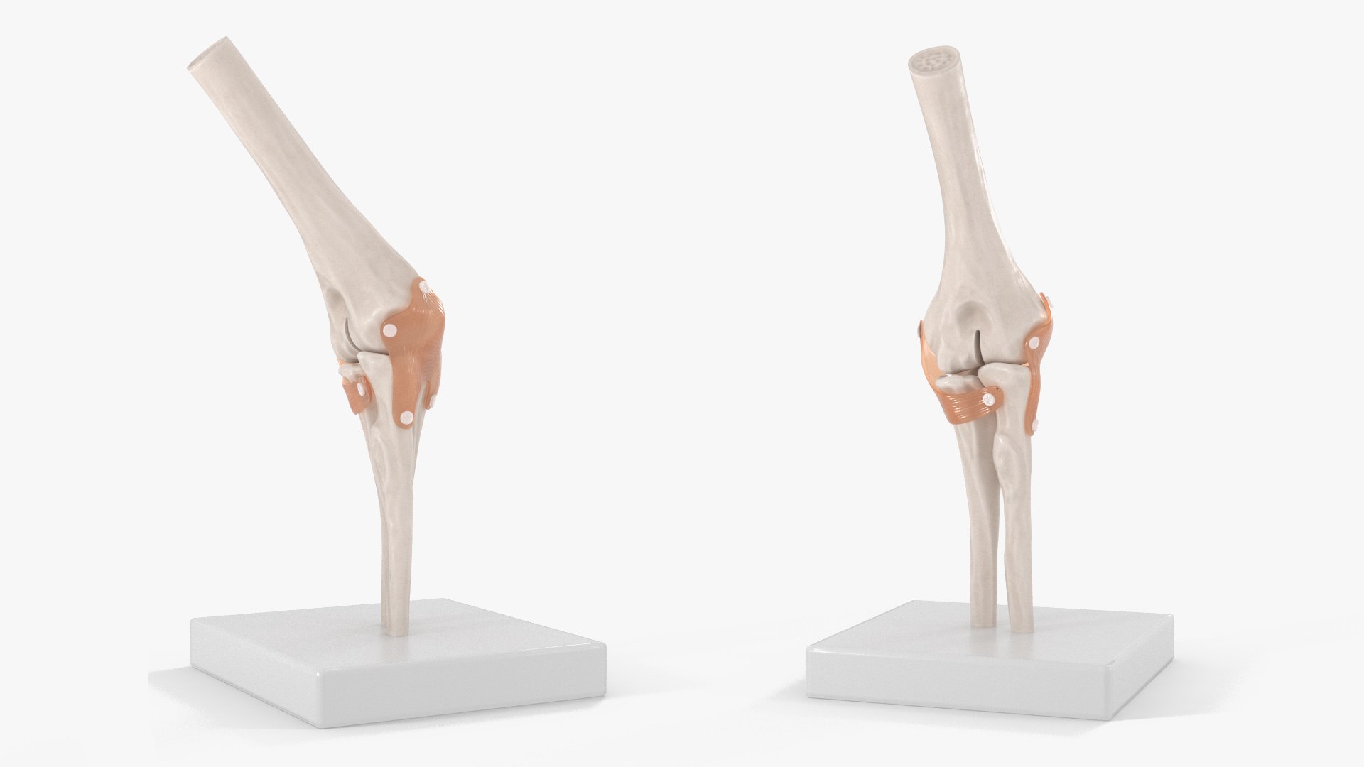 Elbow Joint 3D Model - TurboSquid 2287591