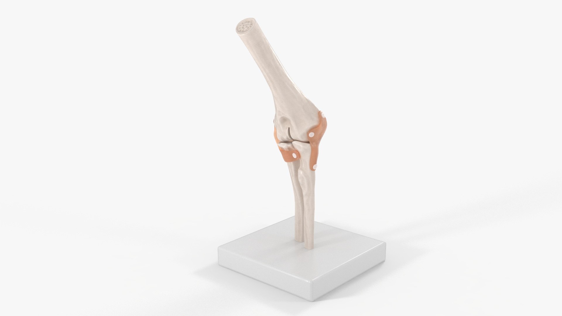 Elbow Joint 3D Model - TurboSquid 2287591