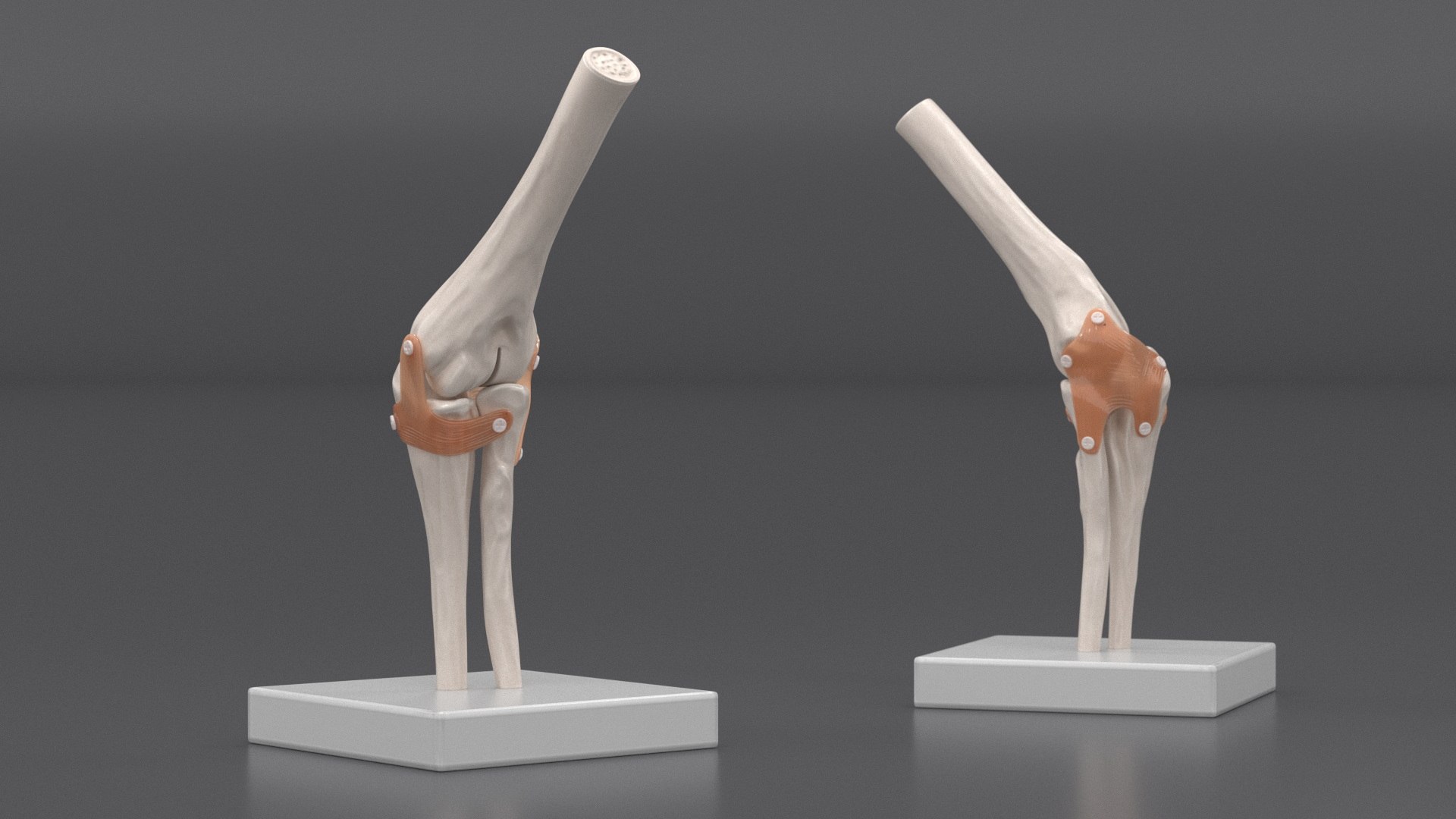 Elbow Joint 3D Model - TurboSquid 2287591