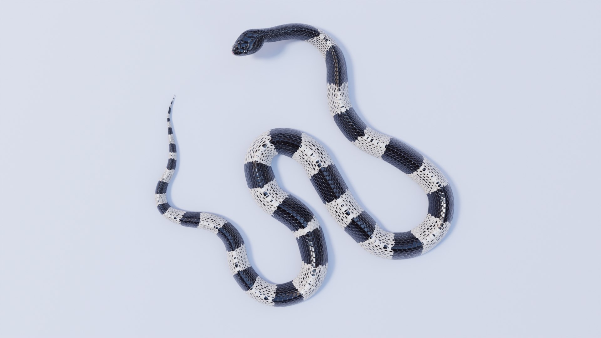 Animated Malayan Krait 3D - TurboSquid 1950271