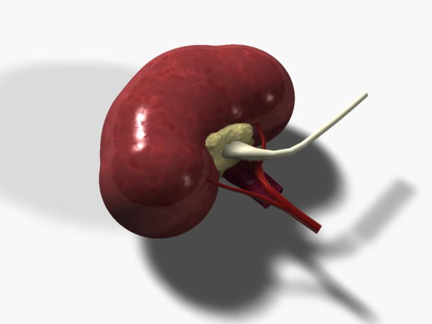 Human Kidney 3d 3ds