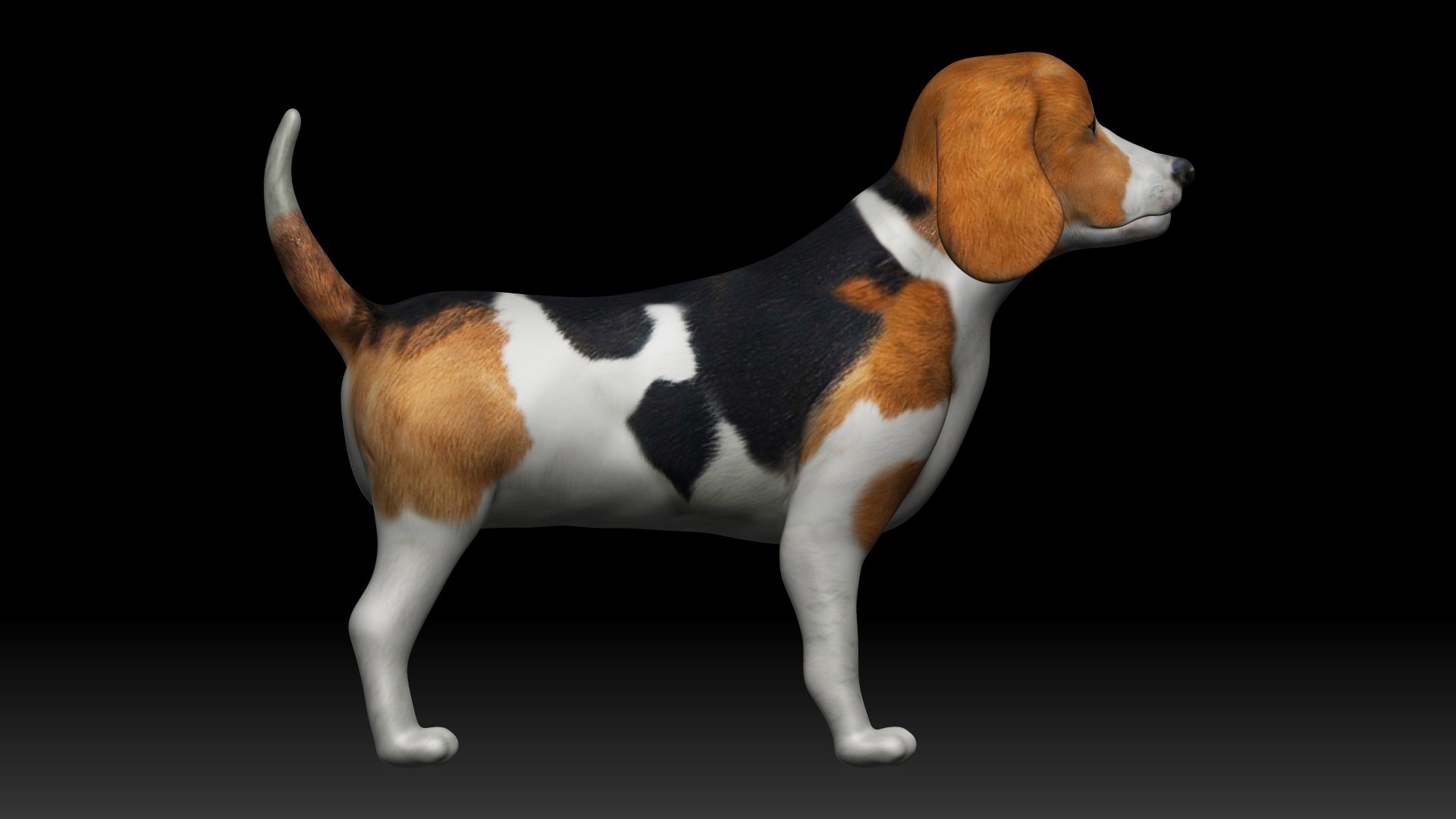 Fully Rigged Low Poly Beagle Model - TurboSquid 1738596