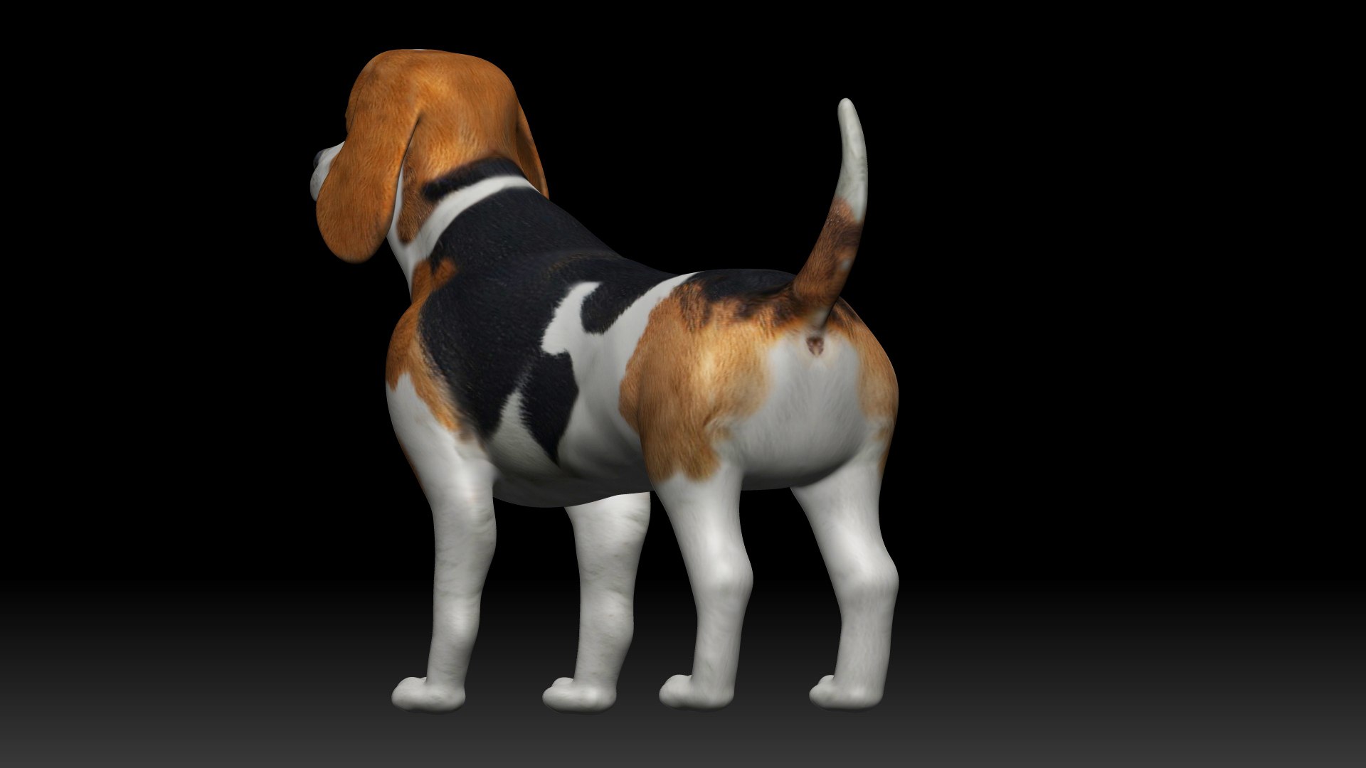 Fully Rigged Low Poly Beagle Model - TurboSquid 1738596