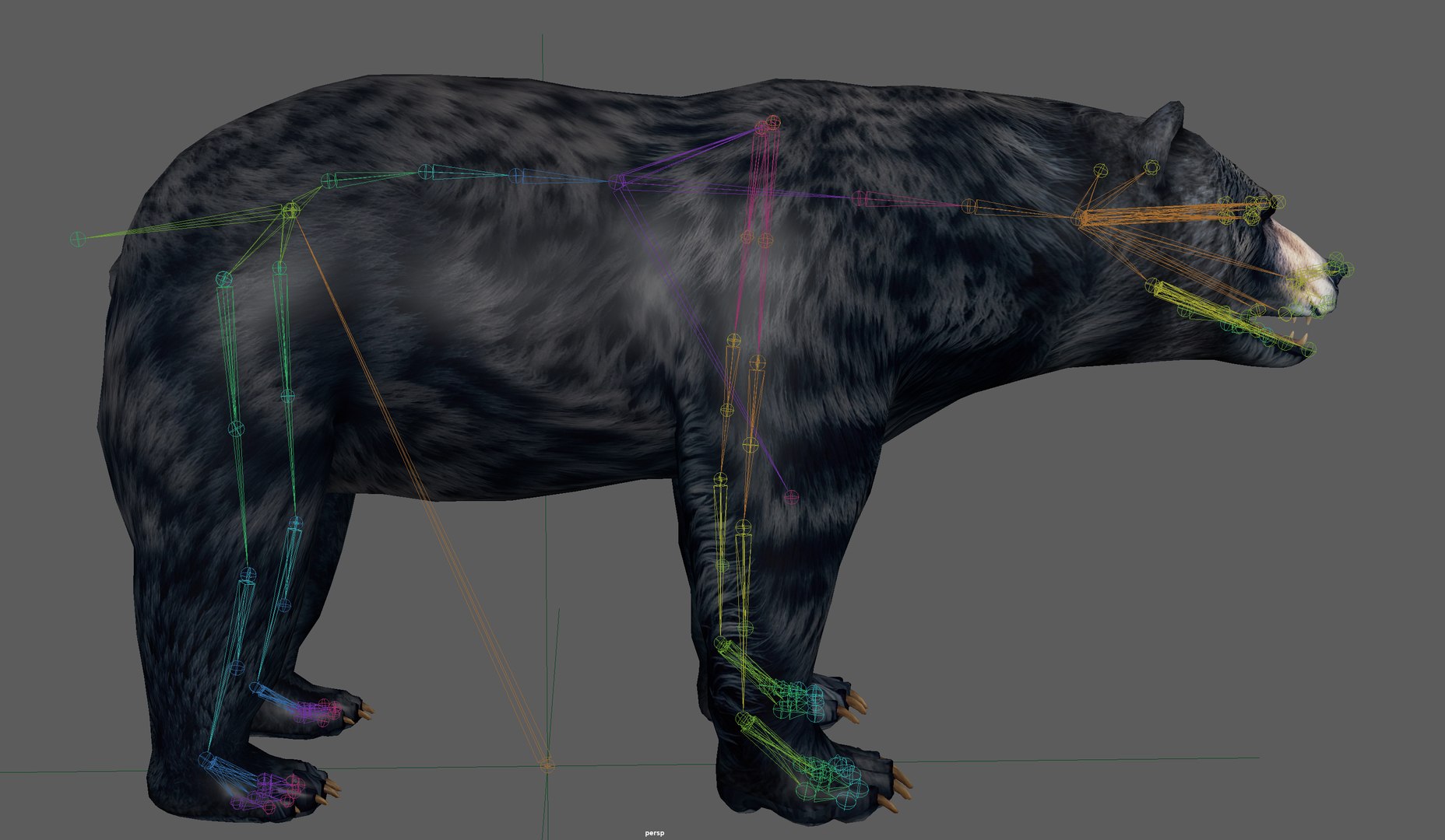 Black Bear Rig Model - TurboSquid 2318265