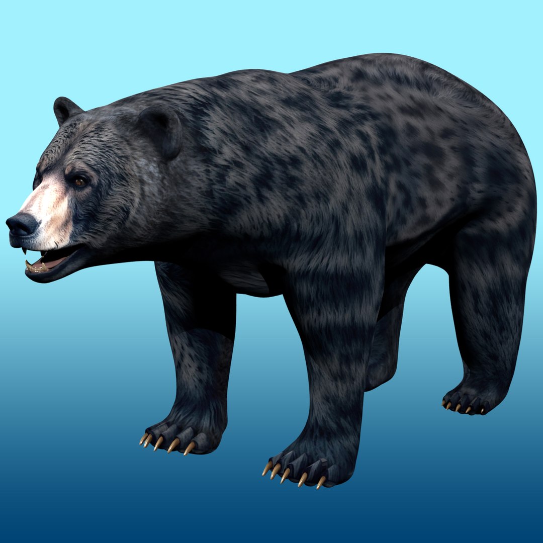 Black Bear Rig Model - TurboSquid 2318265