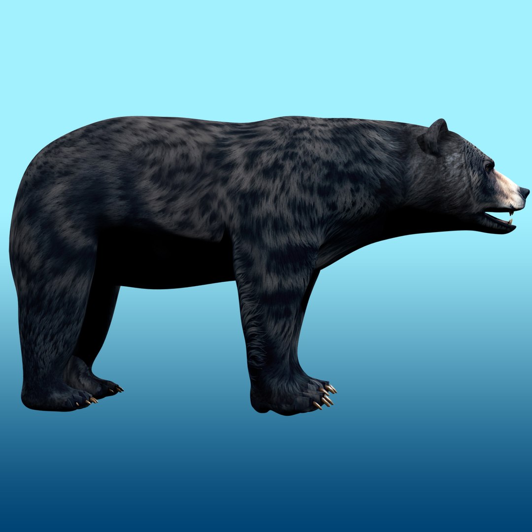 Black Bear Rig Model - TurboSquid 2318265