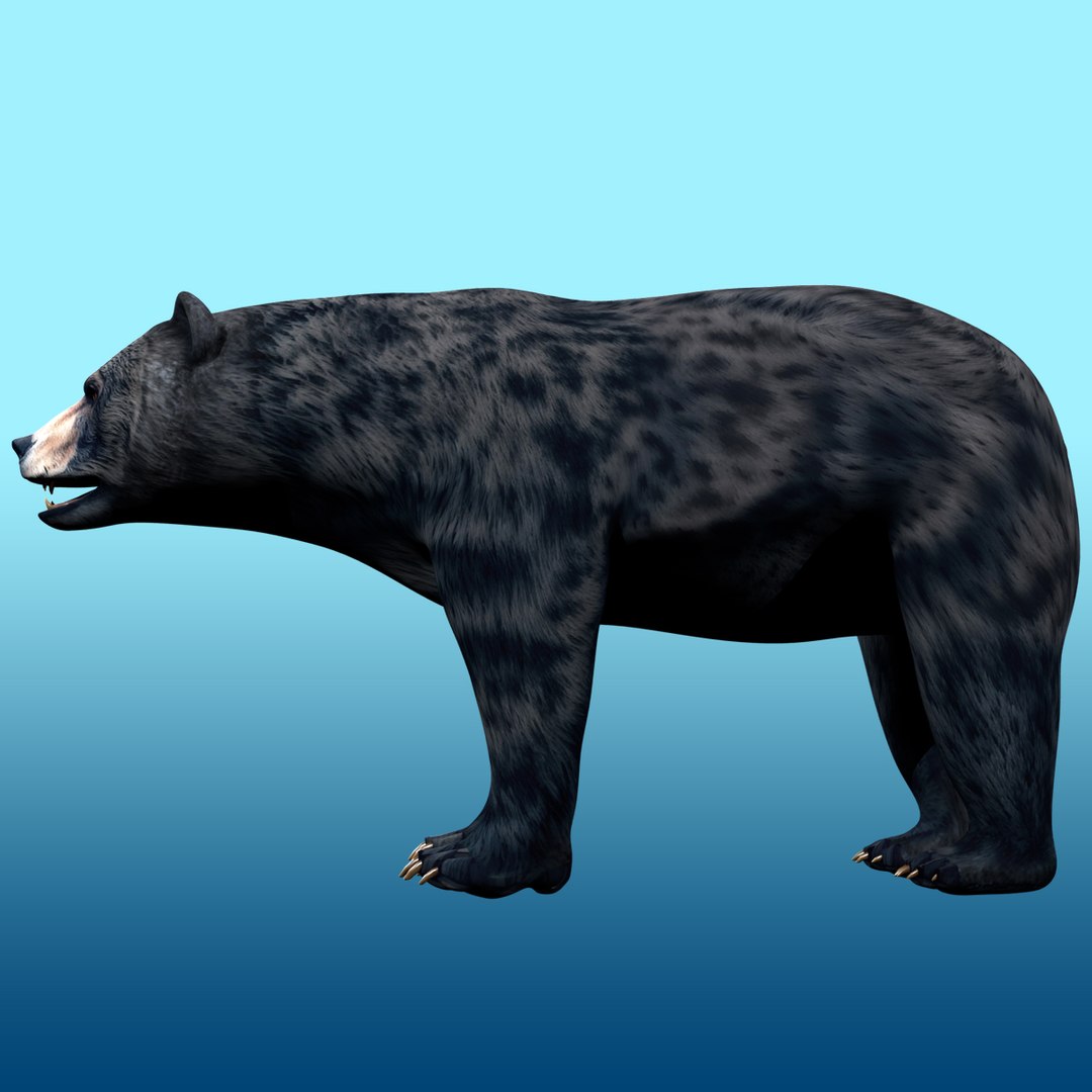 Black Bear Rig Model - TurboSquid 2318265