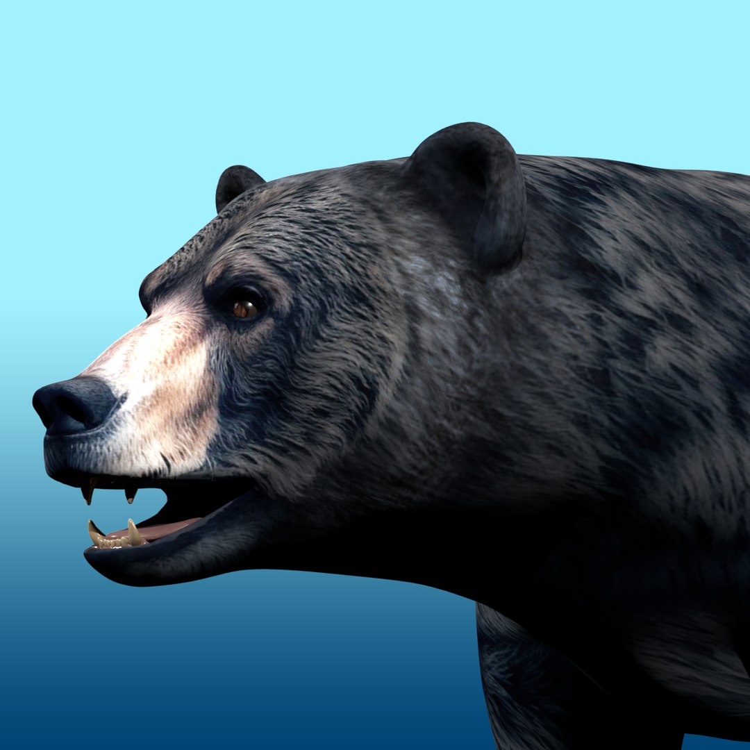 Black Bear Rig Model - TurboSquid 2318265