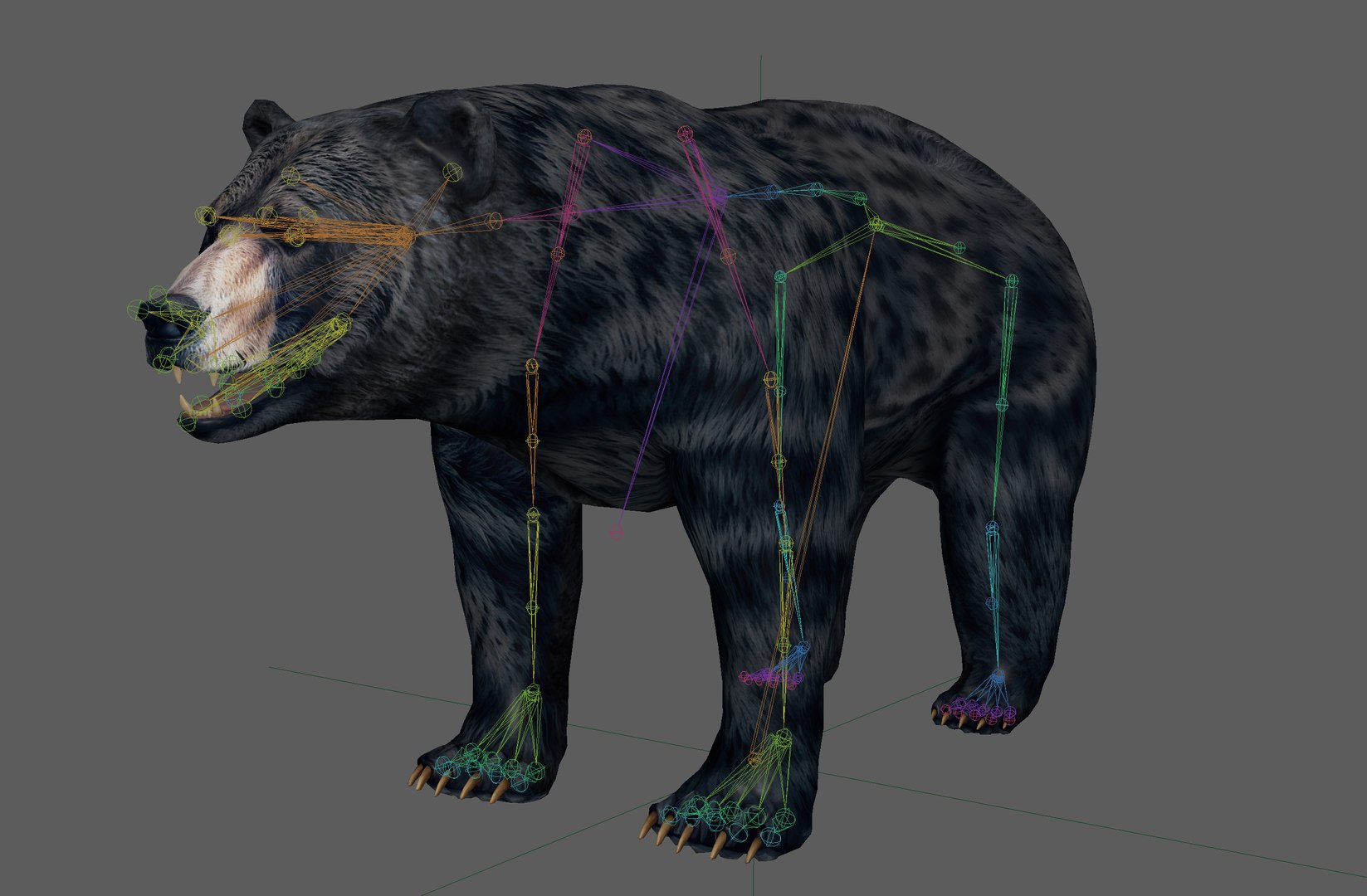 Black Bear Rig Model - TurboSquid 2318265
