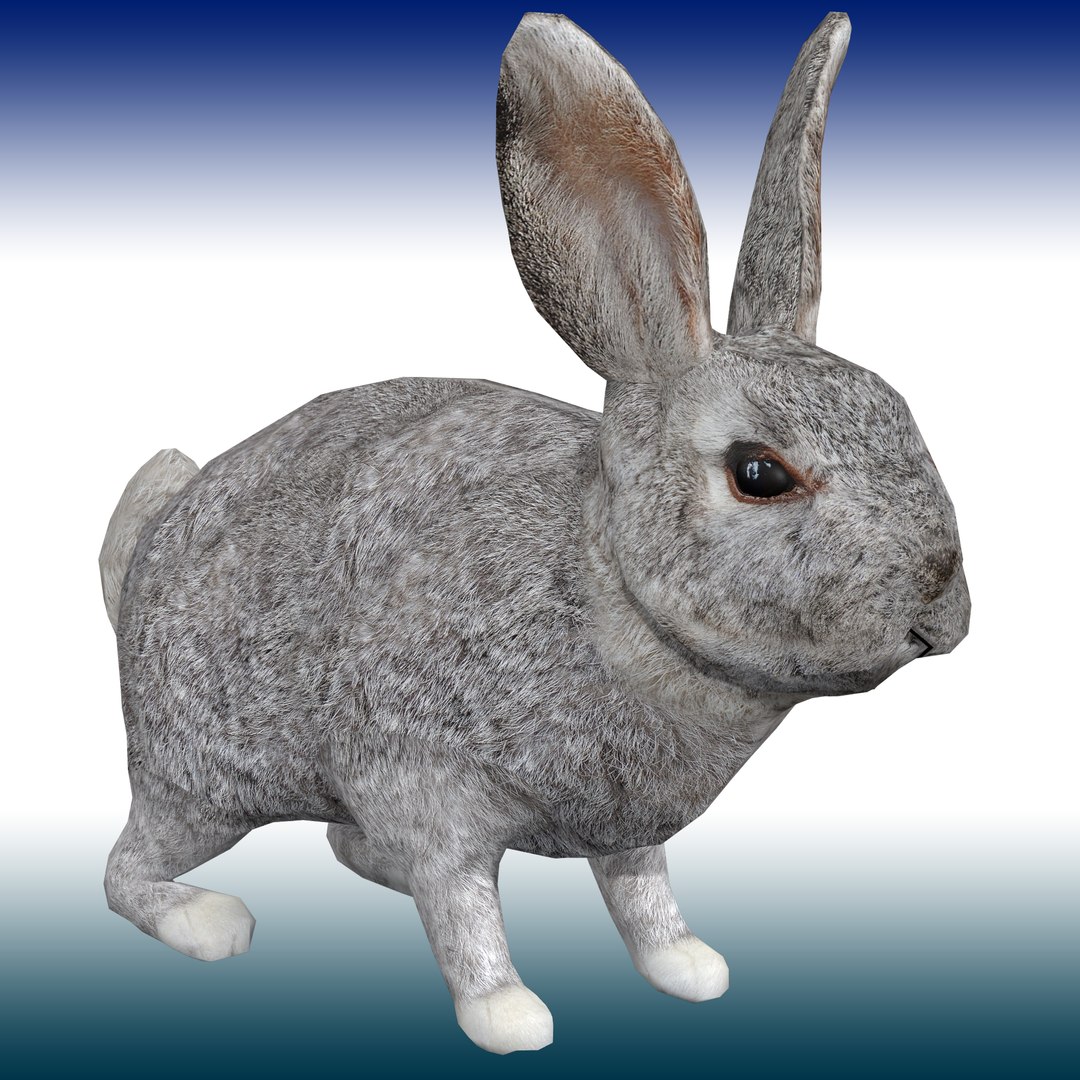 3D Model Rabbit Rigged - TurboSquid 1908529