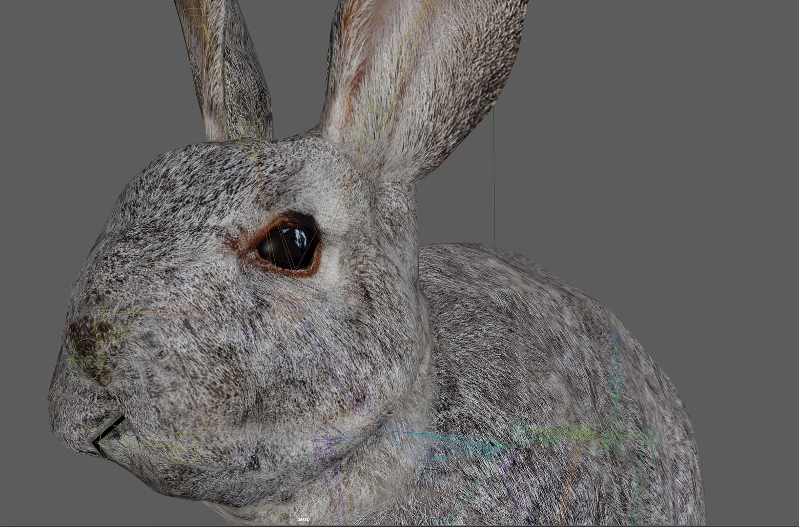 3D Model Rabbit Rigged - TurboSquid 1908529