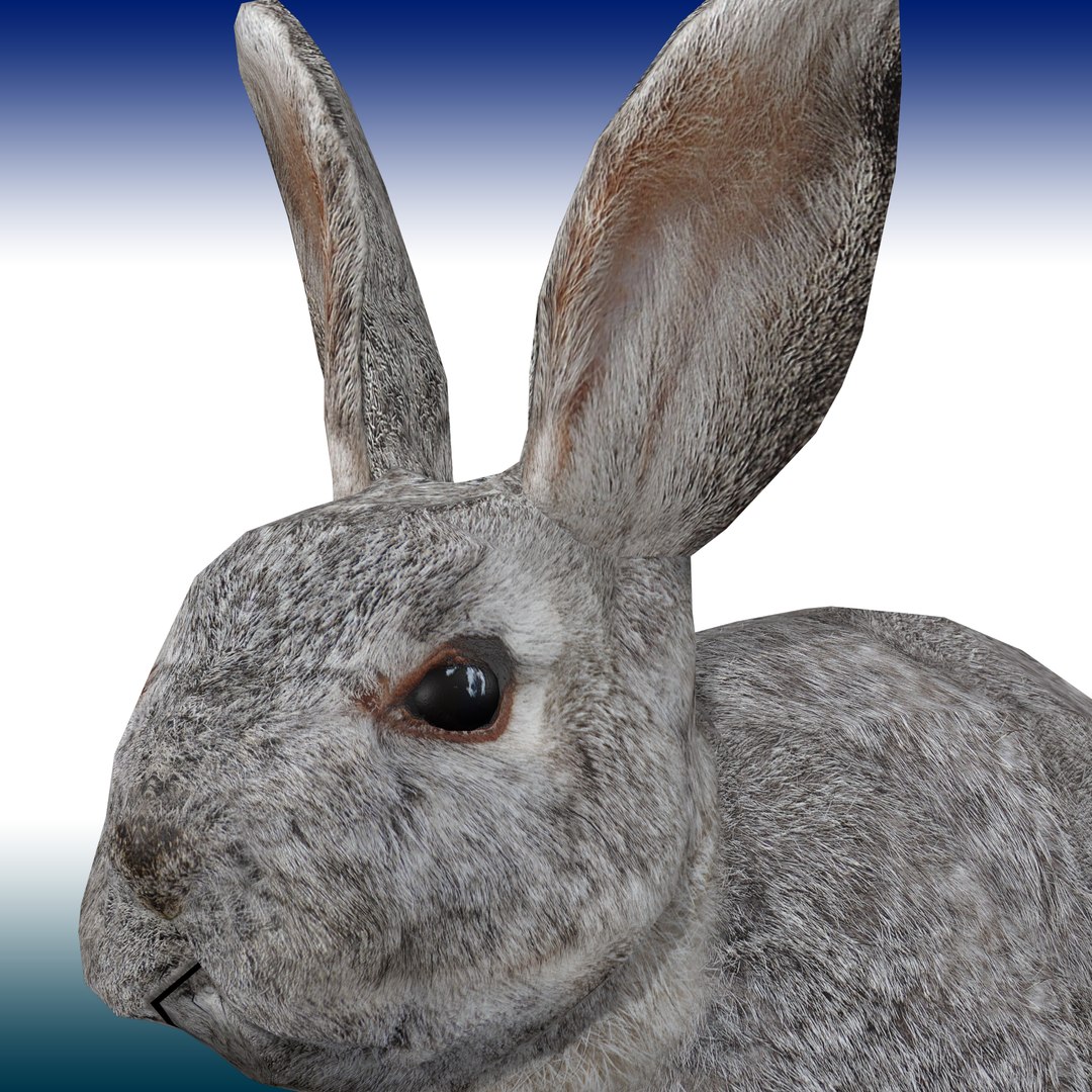 3D Model Rabbit Rigged - TurboSquid 1908529