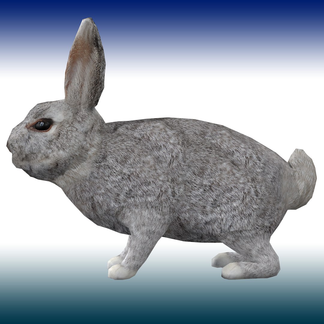 3D Model Rabbit Rigged - TurboSquid 1908529