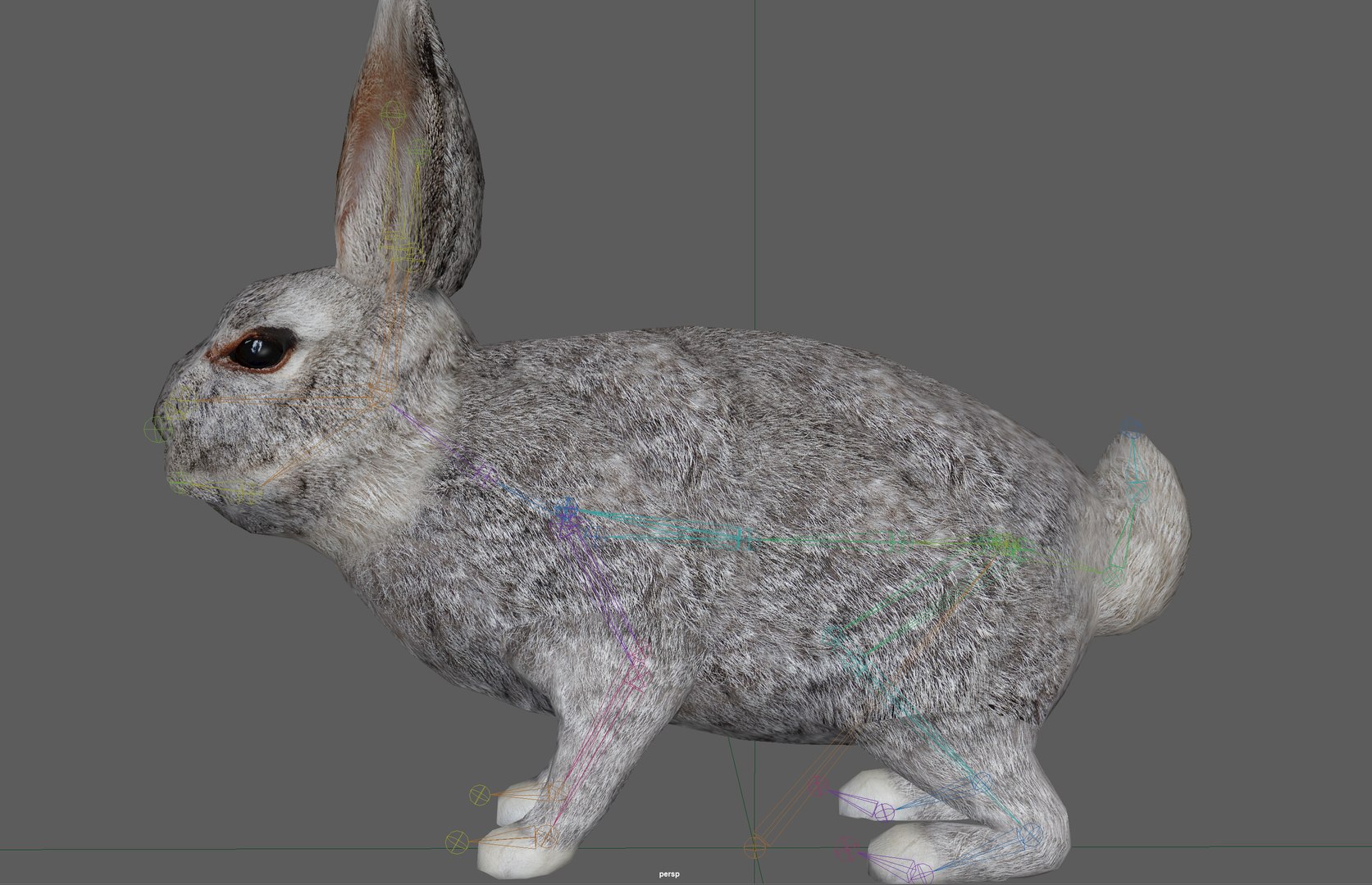 3D Model Rabbit Rigged - TurboSquid 1908529