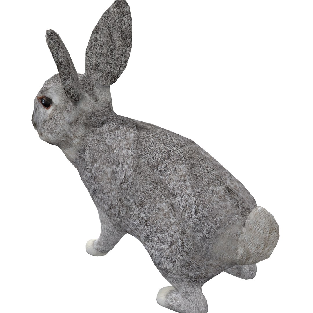 3D Model Rabbit Rigged - TurboSquid 1908529