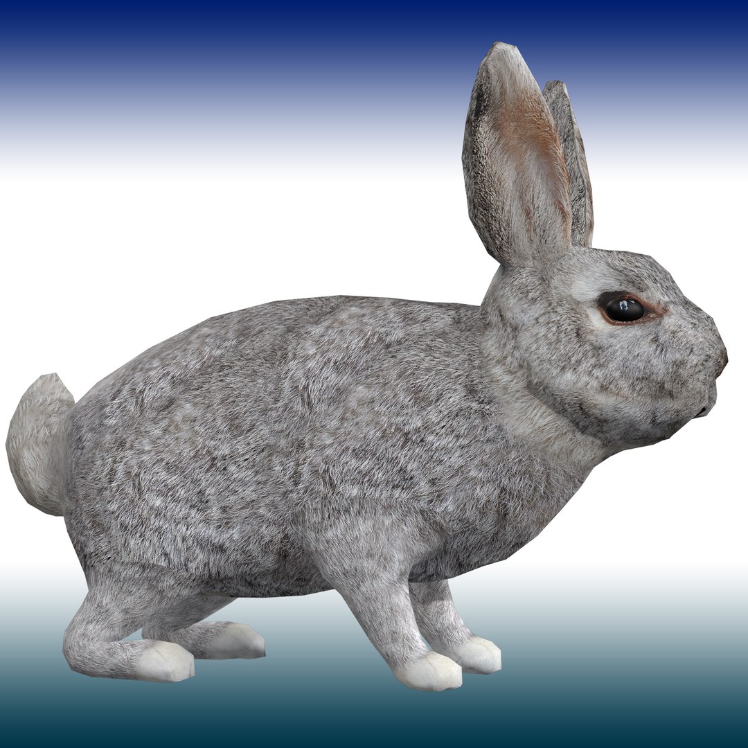 3D Model Rabbit Rigged - TurboSquid 1908529