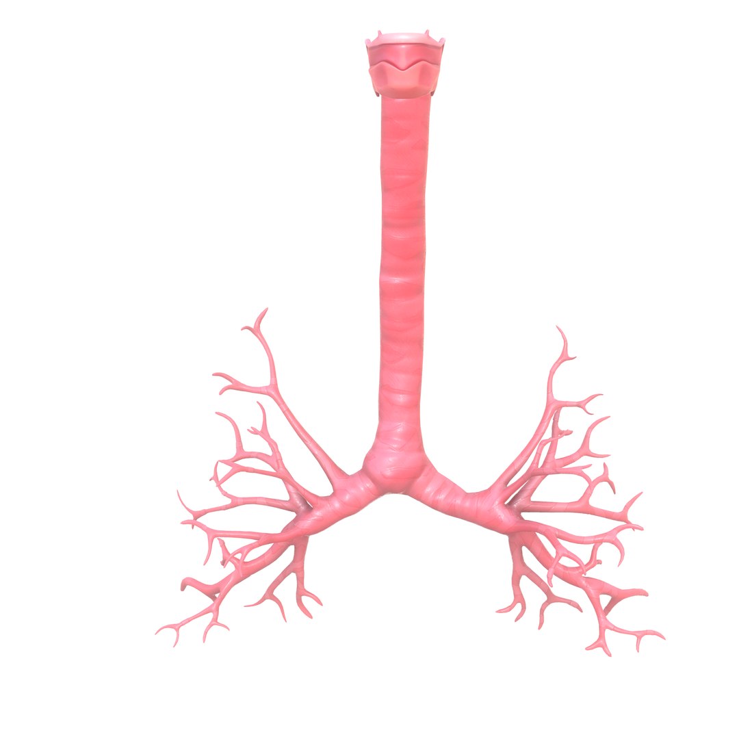 Animation Human Lungs 3D - TurboSquid 1651477