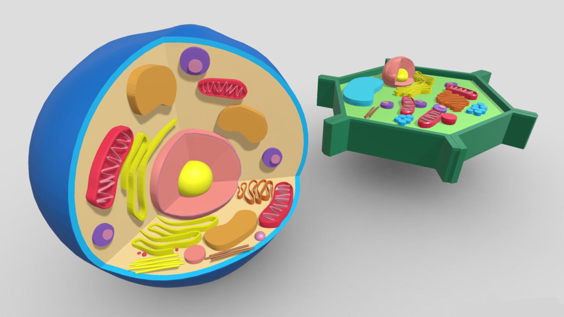 Animal And Plant Cell 3D Model - TurboSquid 2131300