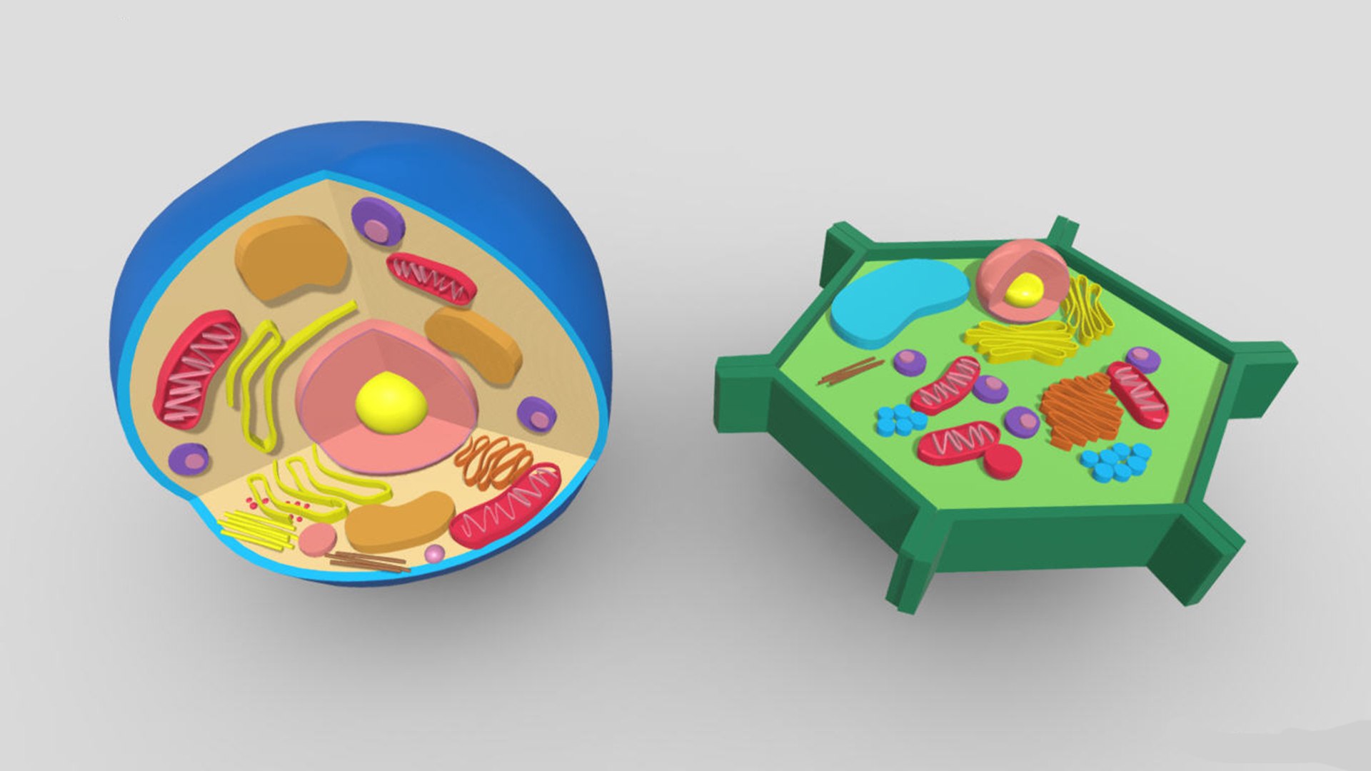 simple animal cell