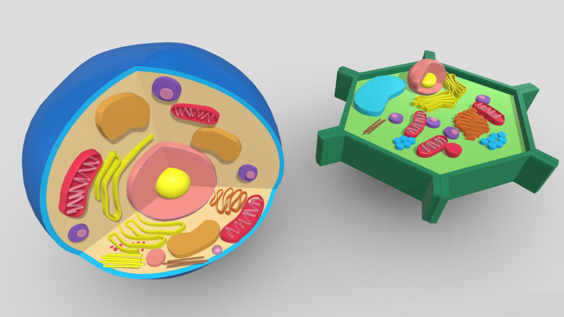 Animal And Plant Cell 3D Model - TurboSquid 2131300