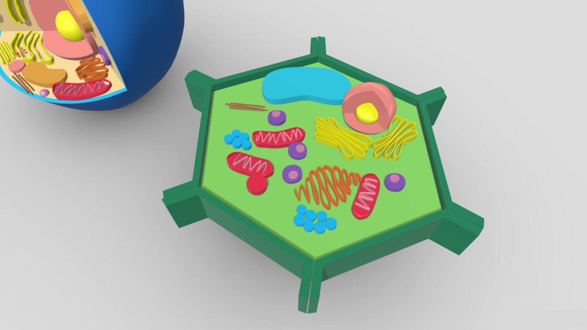 Animal And Plant Cell 3D Model - TurboSquid 2131300