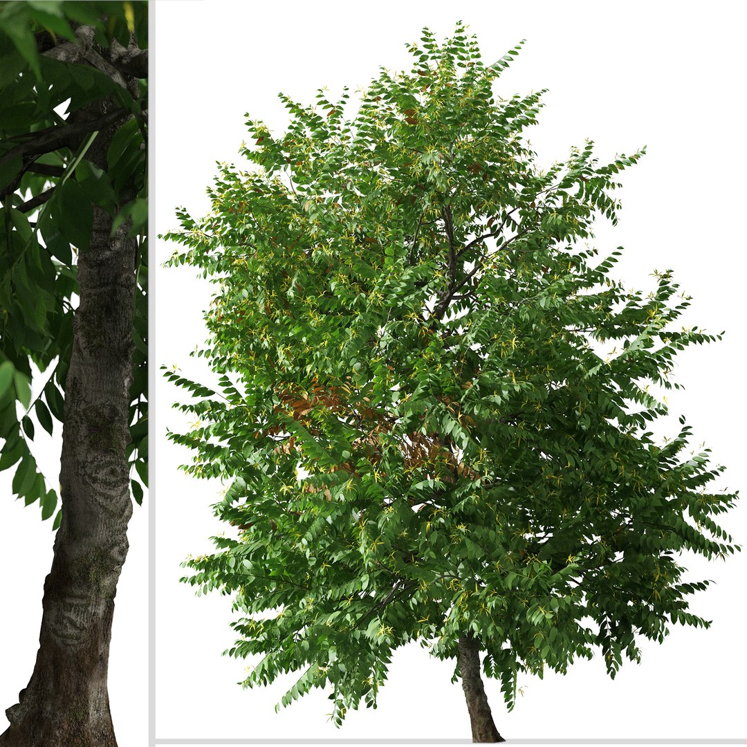 Set of Cananga odorata or Ylang ylang Tree - 2 Trees 3D model ...
