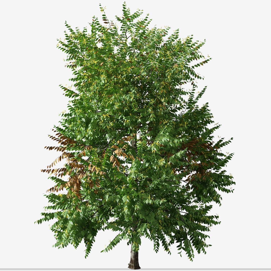 Set of Cananga odorata or Ylang ylang Tree - 2 Trees 3D model ...