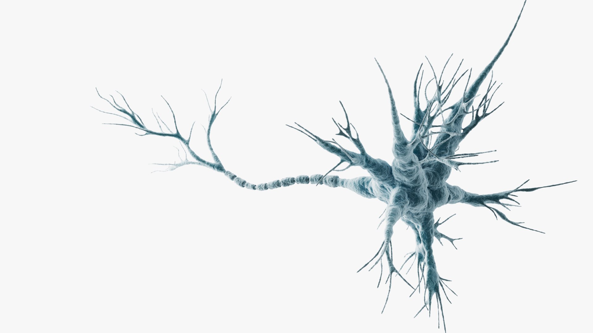 3D Neuron Multipolar Model - TurboSquid 2235301