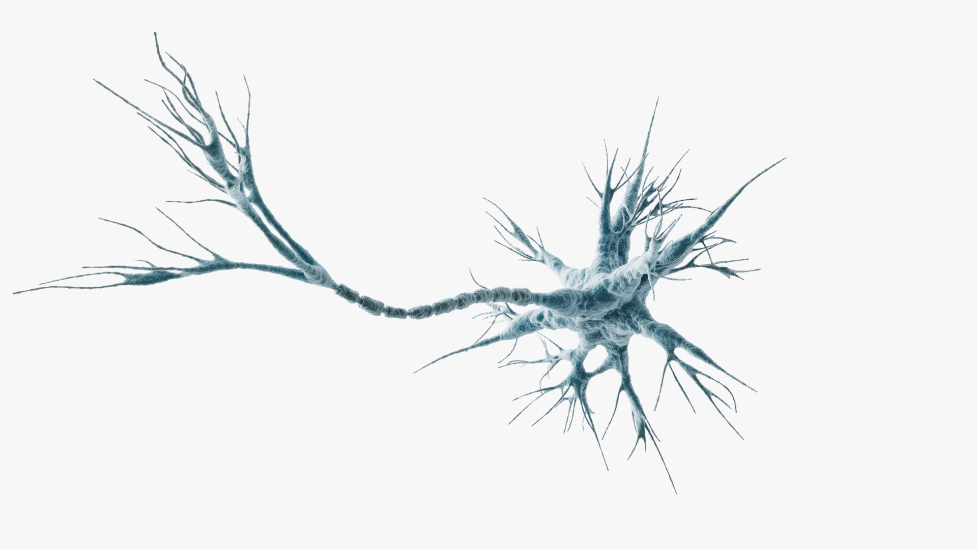 3D Neuron Multipolar Model - TurboSquid 2235301