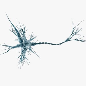 Nerve Cell 3D Models for Download | TurboSquid