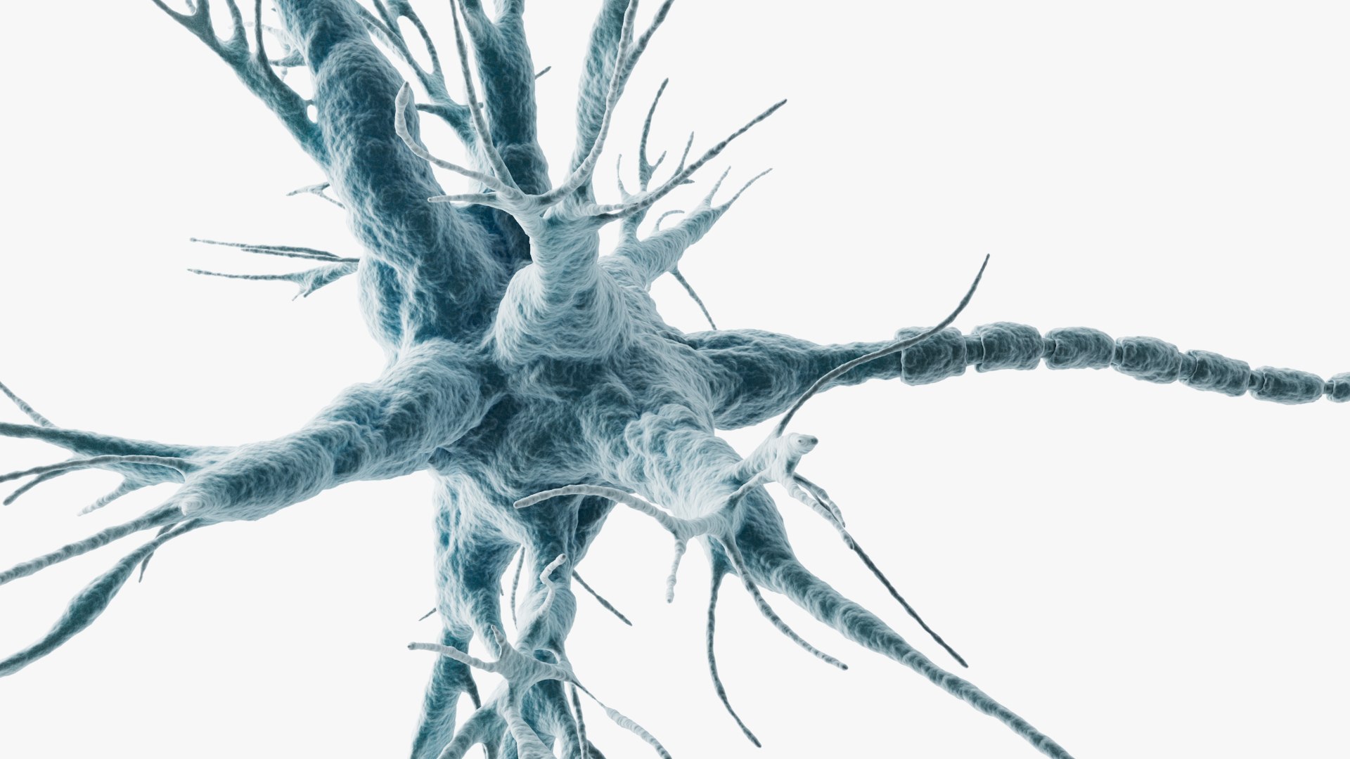 3D Neuron Multipolar Model - TurboSquid 2235301