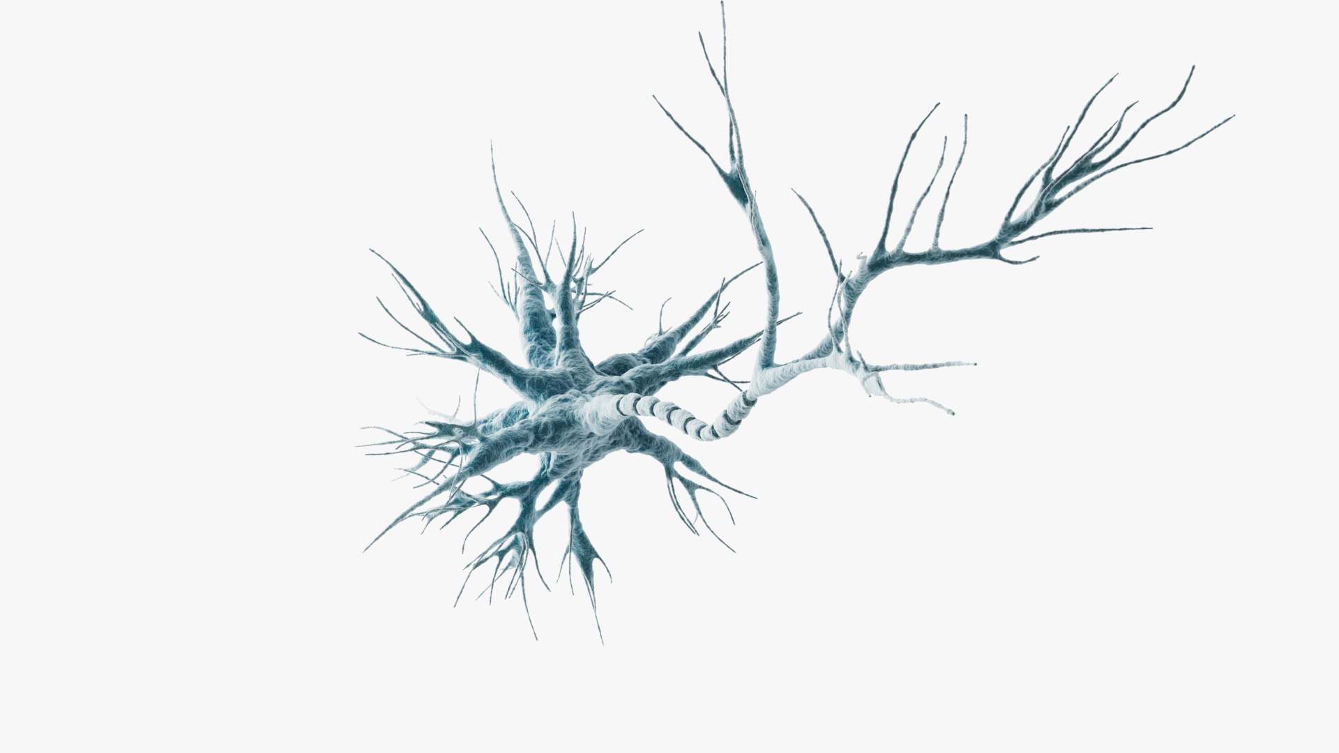 3D Neuron Multipolar Model - TurboSquid 2235301