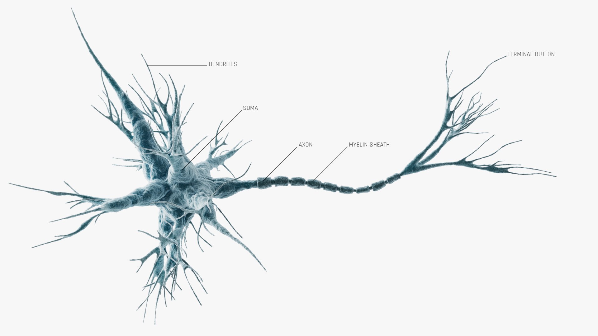 3D Neuron Multipolar Model - TurboSquid 2235301