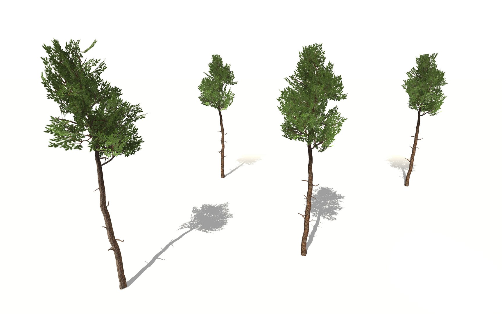 3D Realistic White Cedar Tree Model - TurboSquid 1517366