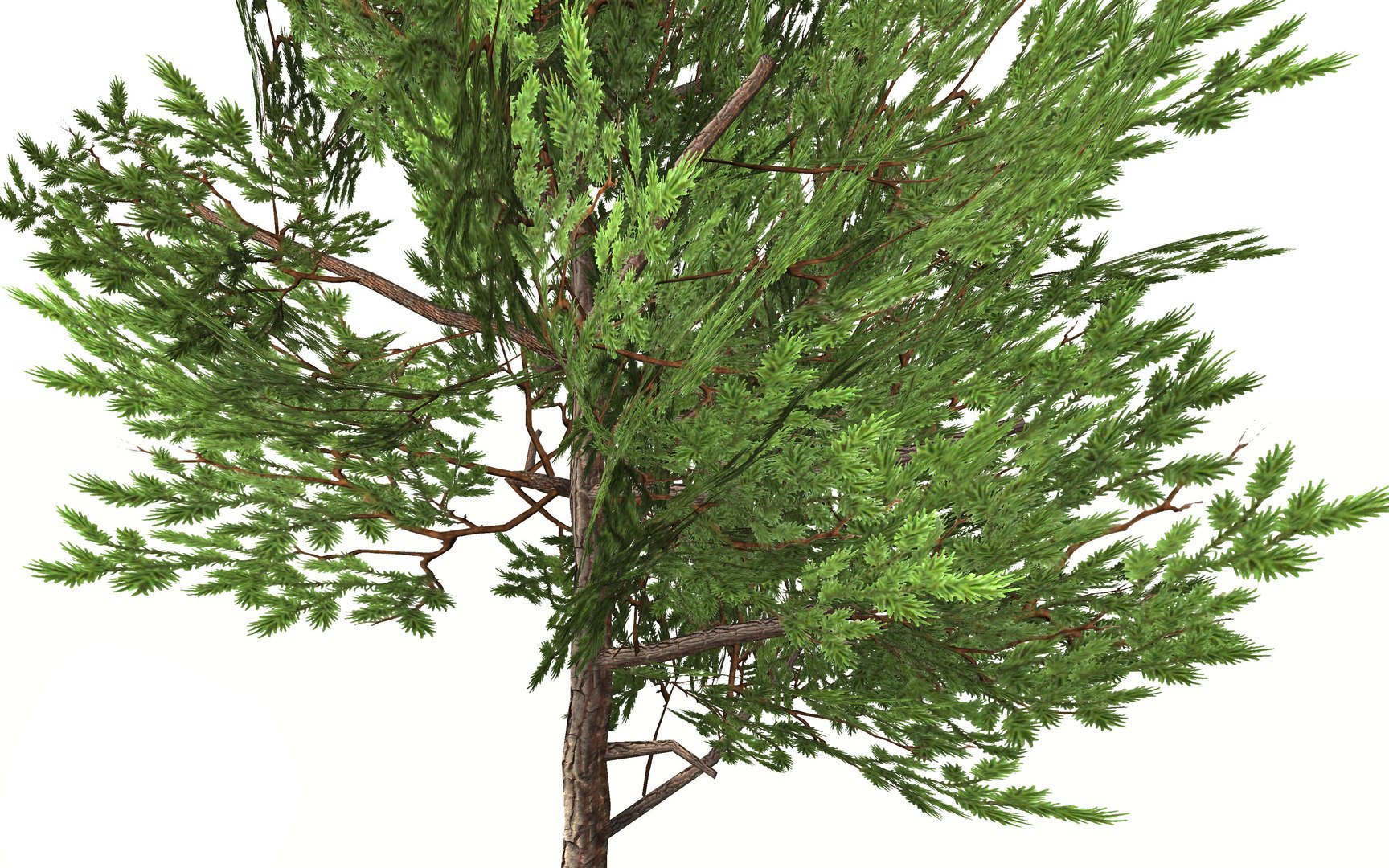 3D Realistic White Cedar Tree Model - TurboSquid 1517366