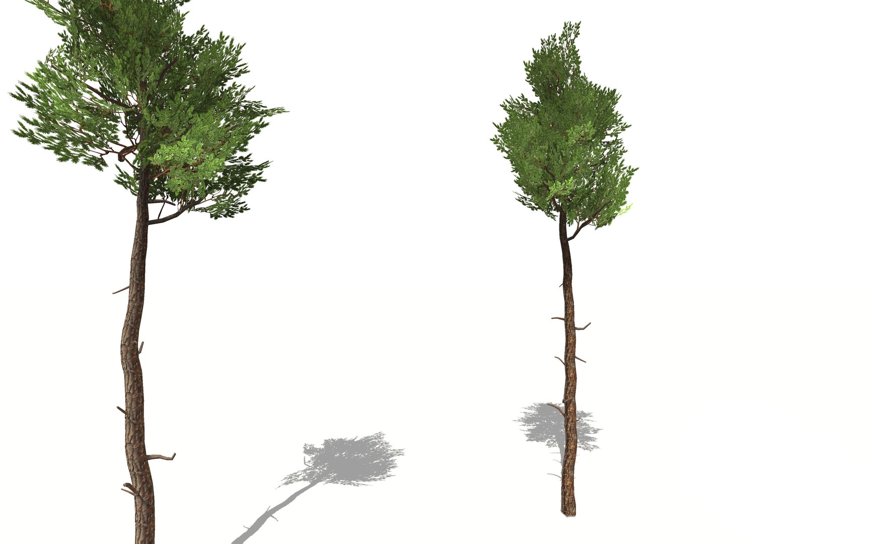3D Realistic White Cedar Tree Model - TurboSquid 1517366