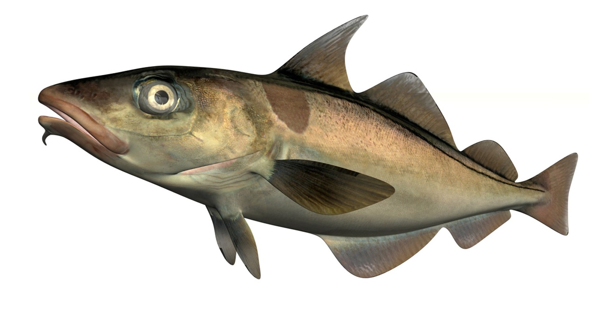 3D Model Realistic Haddock - TurboSquid 1150067