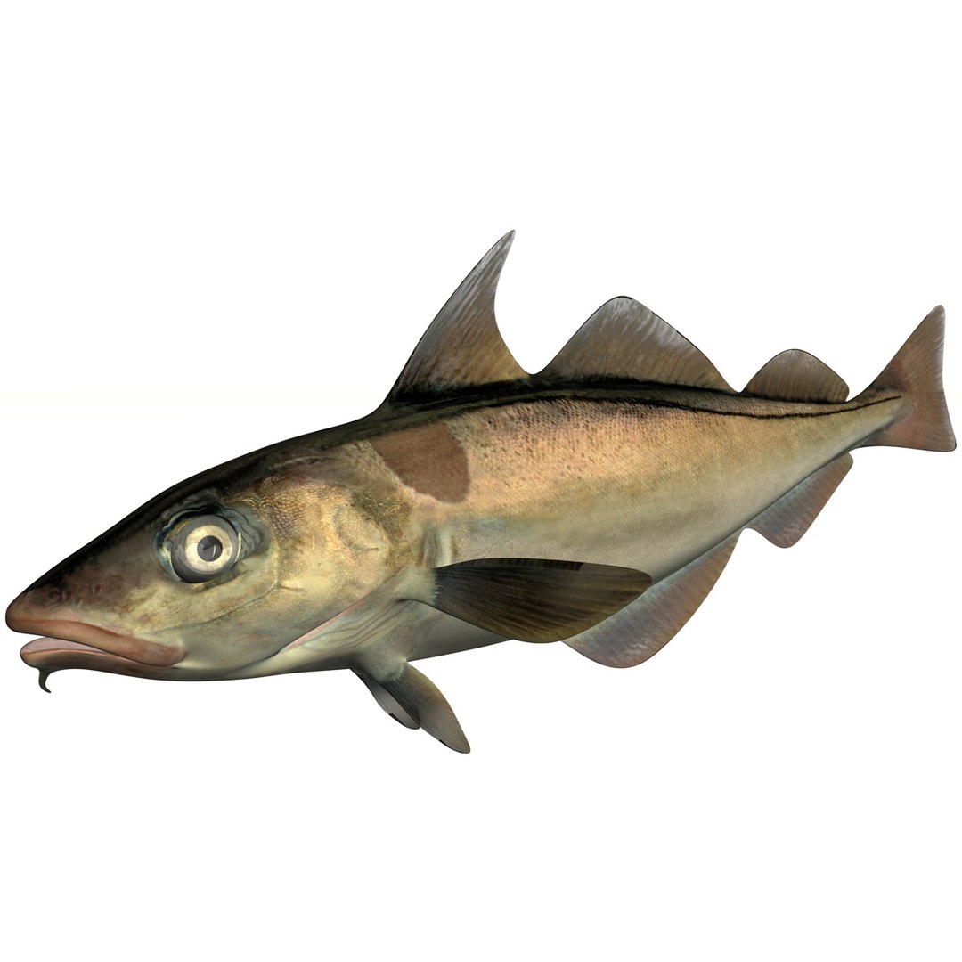 3D Model Realistic Haddock - TurboSquid 1150067