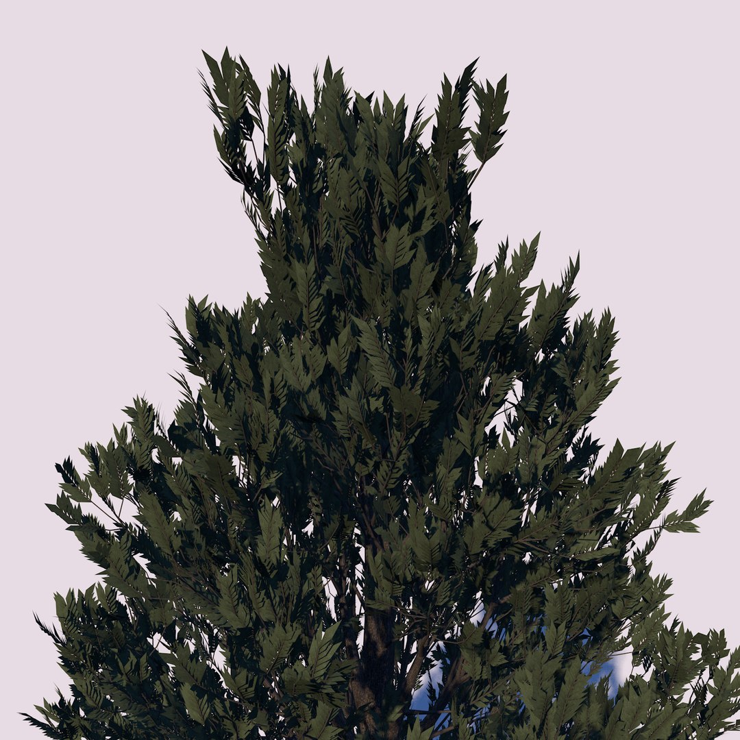 Cypress Oak Tree 3D - TurboSquid 1279458