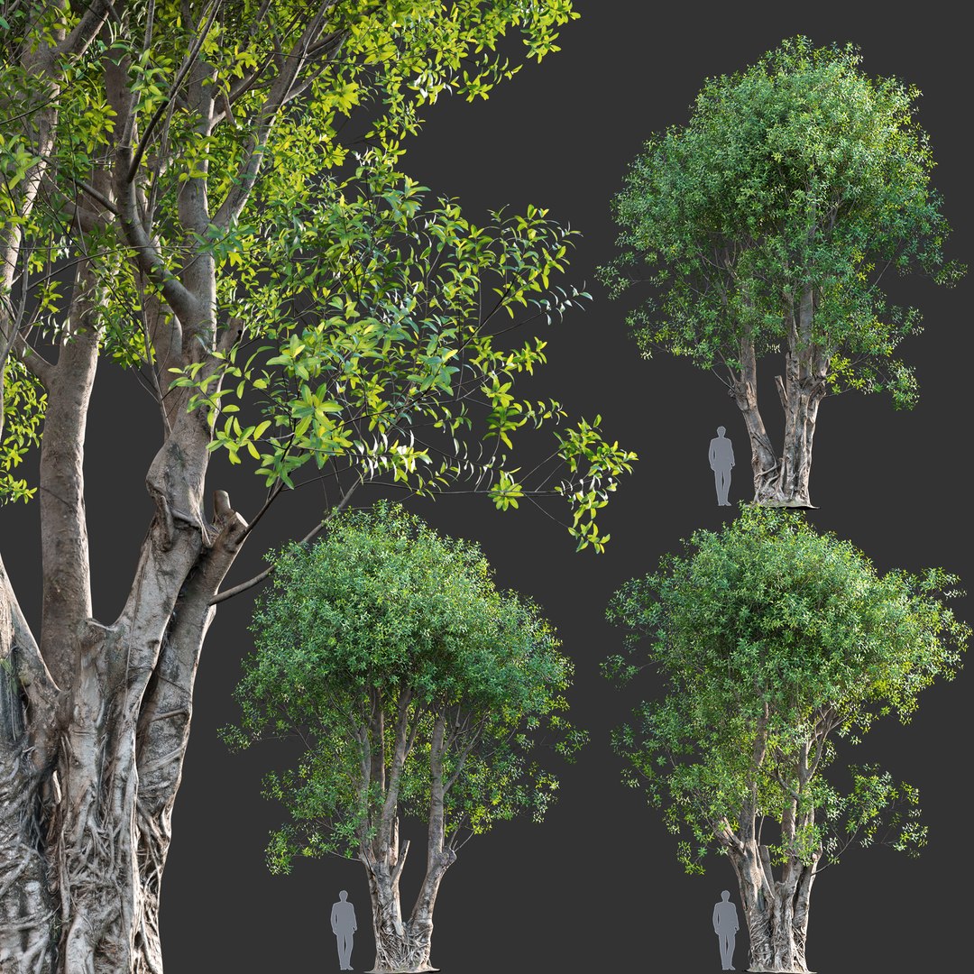 3D Ficus subpisocarpa - Ficus pisocarpa Blume model - TurboSquid 2125179