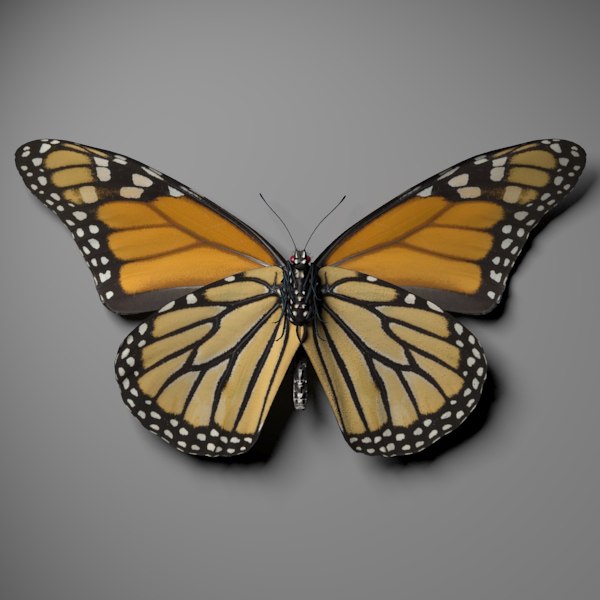 3d monarch butterfly model